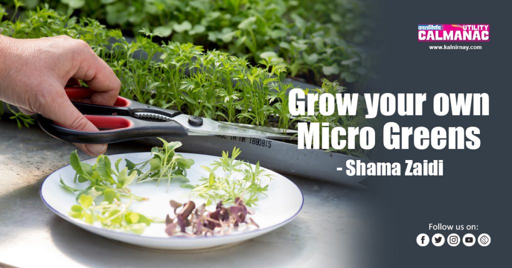 Greens | Grow your own Micro Greens | Shama Zaidi | Micro green plants